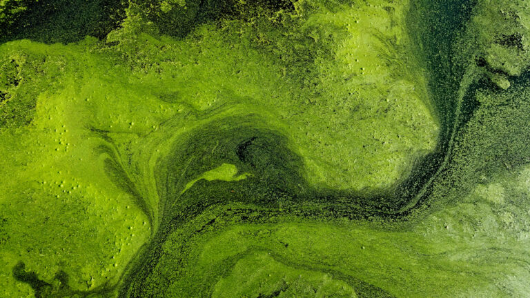 What Causes Algae Growth in Lakes? | Waterline, Houston TX